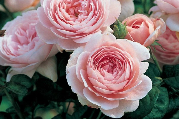 Queen of Sweden Rose Plant
